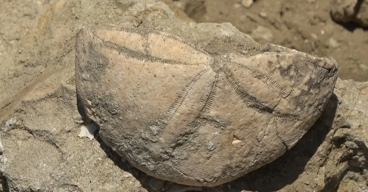 Muş’ta 20 milyon yıllık keşif: Deniz canlıları fosili
