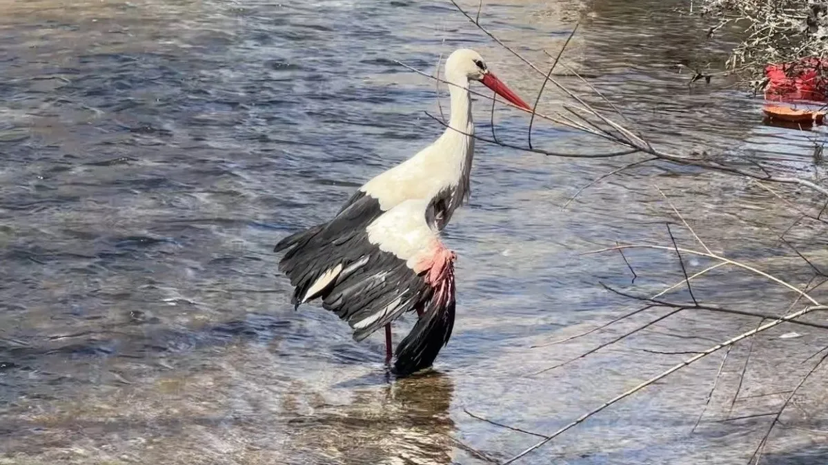 Yüksekova’da yaralı leylek paniği