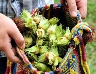 Fındık hasadı sezonu başlıyor