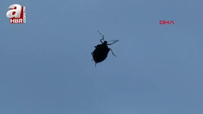 İstanbul’da ‘Kokarca Böceği’ kabusu