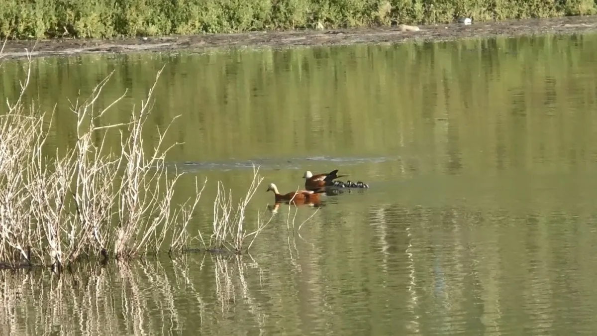 Kars’ta angut kuşlarının kavgası kamerada