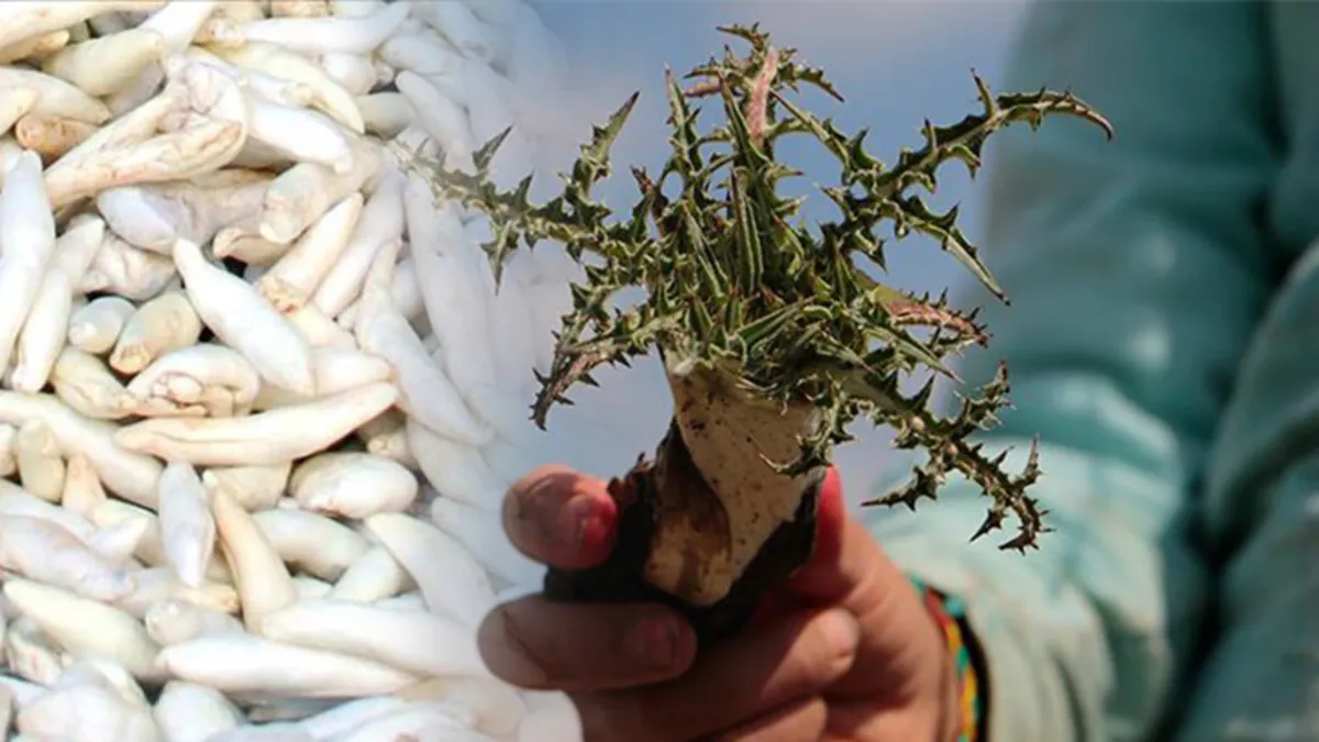 Kenger sakızı nedir, ne işe yarar? Kenger sakızının 5 faydası...