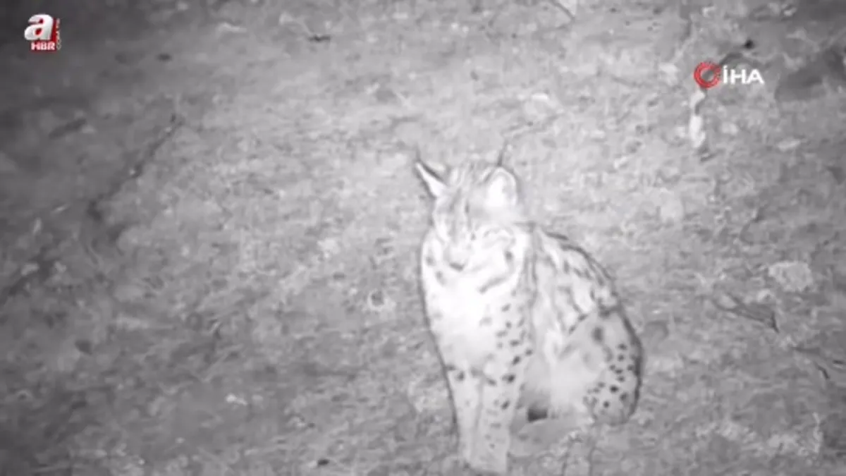 Vaşak doğal ortamında kaydedildi