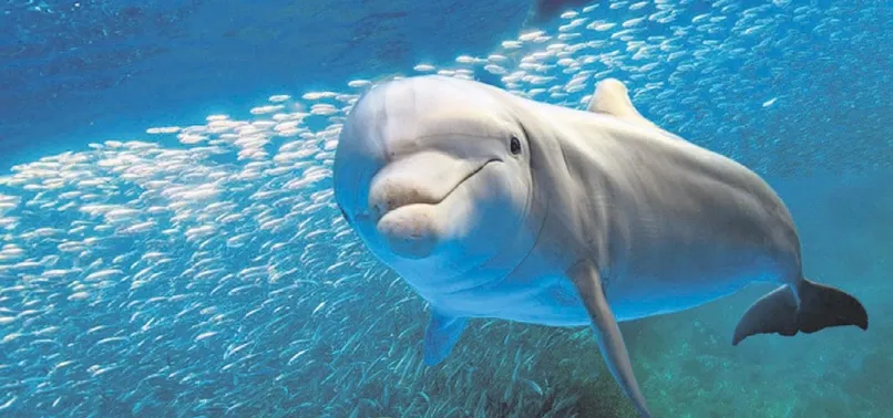 Yunuslar ile balıkçıların ilginç ittifağı - A Haber Son Dakika Dünya ...