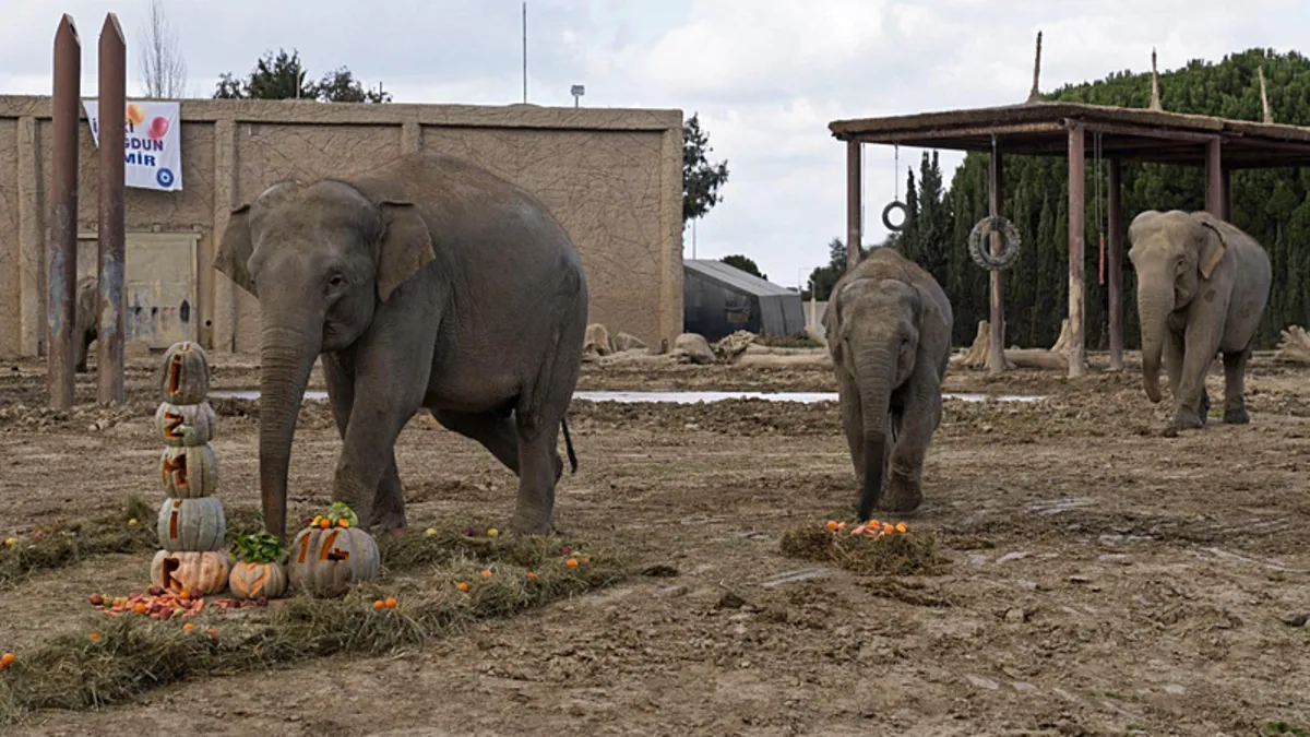 Türkiye’nin ilk Asya fili İzmir 14 yaşında