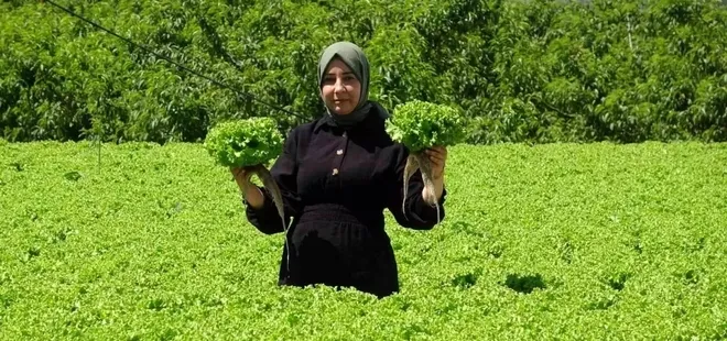 Erzincan’da marul hasadı başladı