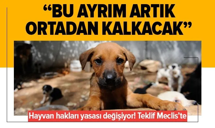 Hayvan hakları yasası değişiyor - A Haber En Son Haberler Hayvan hakları yasası değişiyor - A Haber En Son Haberler