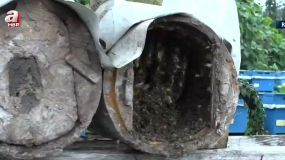 Karadeniz’de kara kovan bal sağımı!