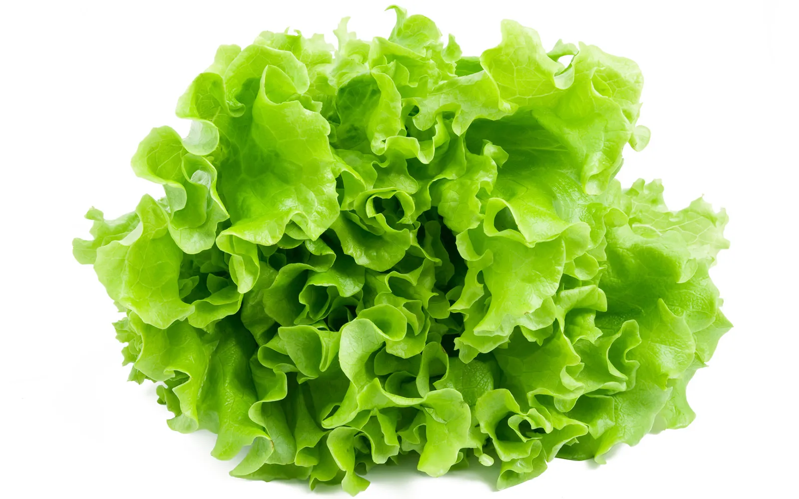 Marul nasıl uzun süre taze tutulur!