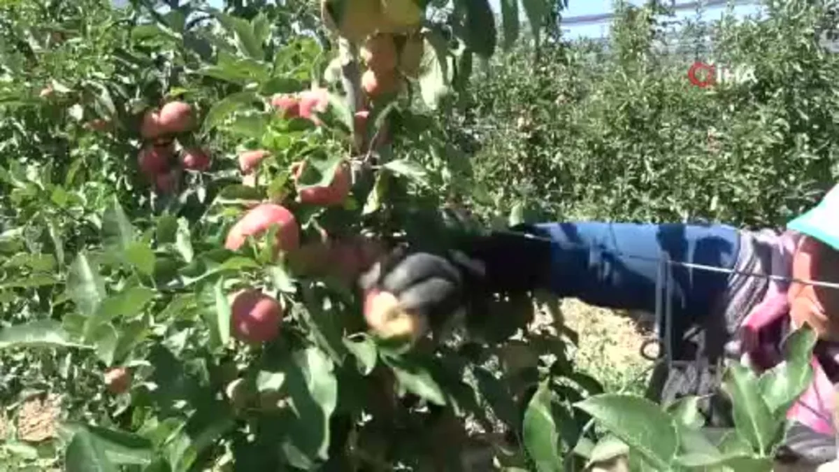 Karaman’da erkenci elma hasadı başladı