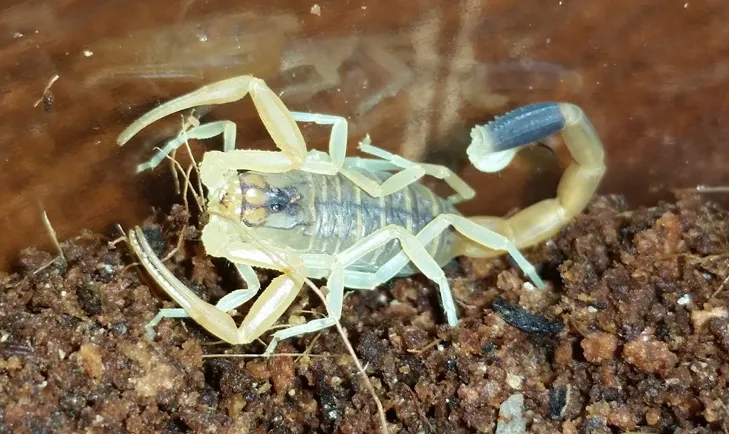 Dünyadaki en zehirli akrep Türkiye’de görüldü