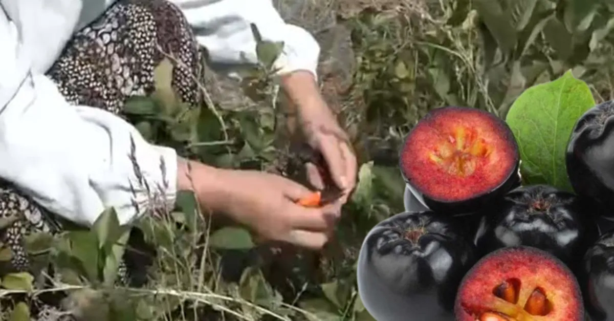 Tokat’ta hasadı başladı! Tam bir şifa deposu! Aronya meyvesi faydaları ...